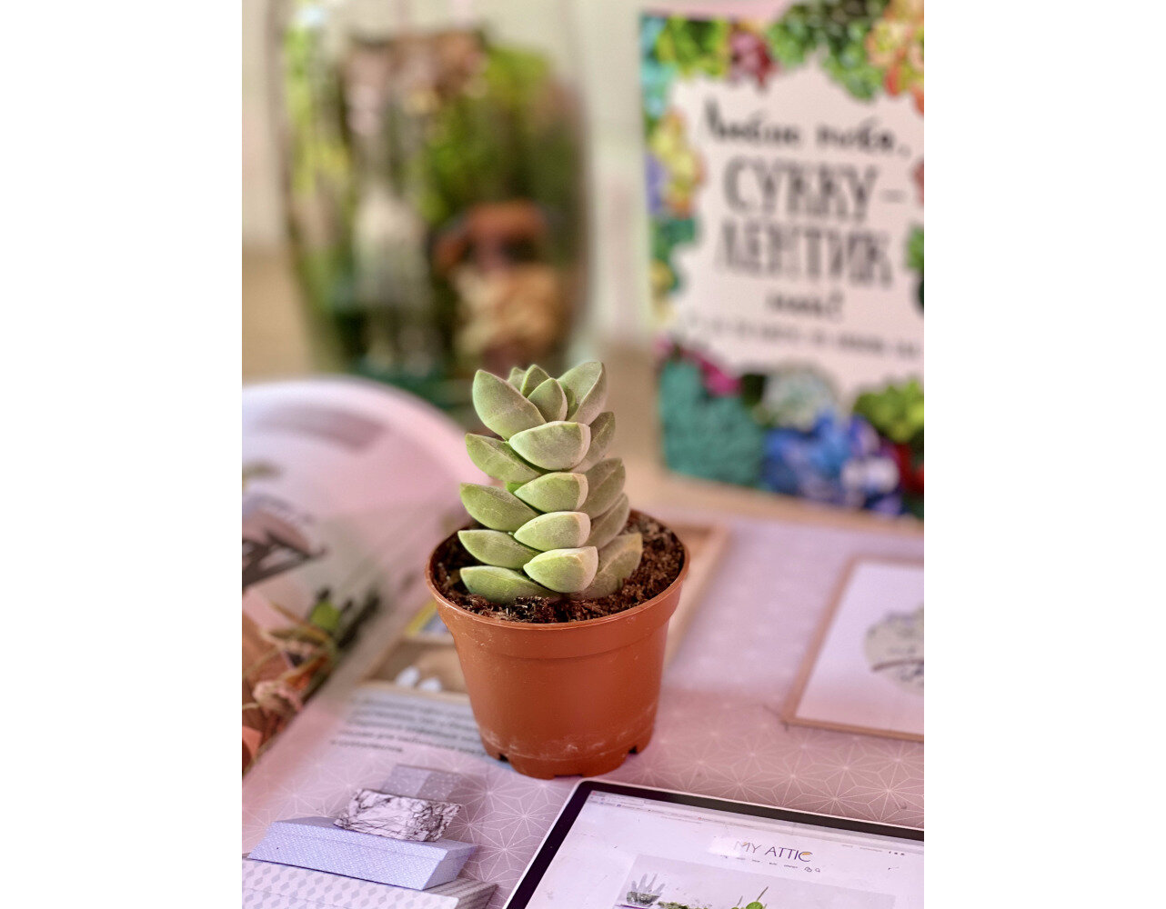 Крассула Лунное свечение (Crassula cv. Moonglow) D5см, суккулент в горшке
