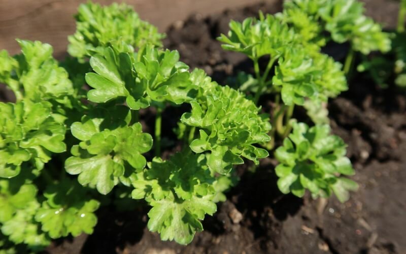 Коллекционные семена петрушки листовая Красотка