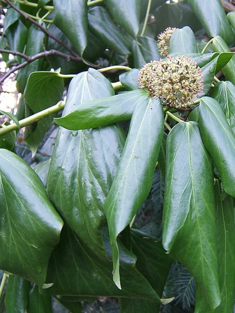 Плющ колхидский семена 10 штук