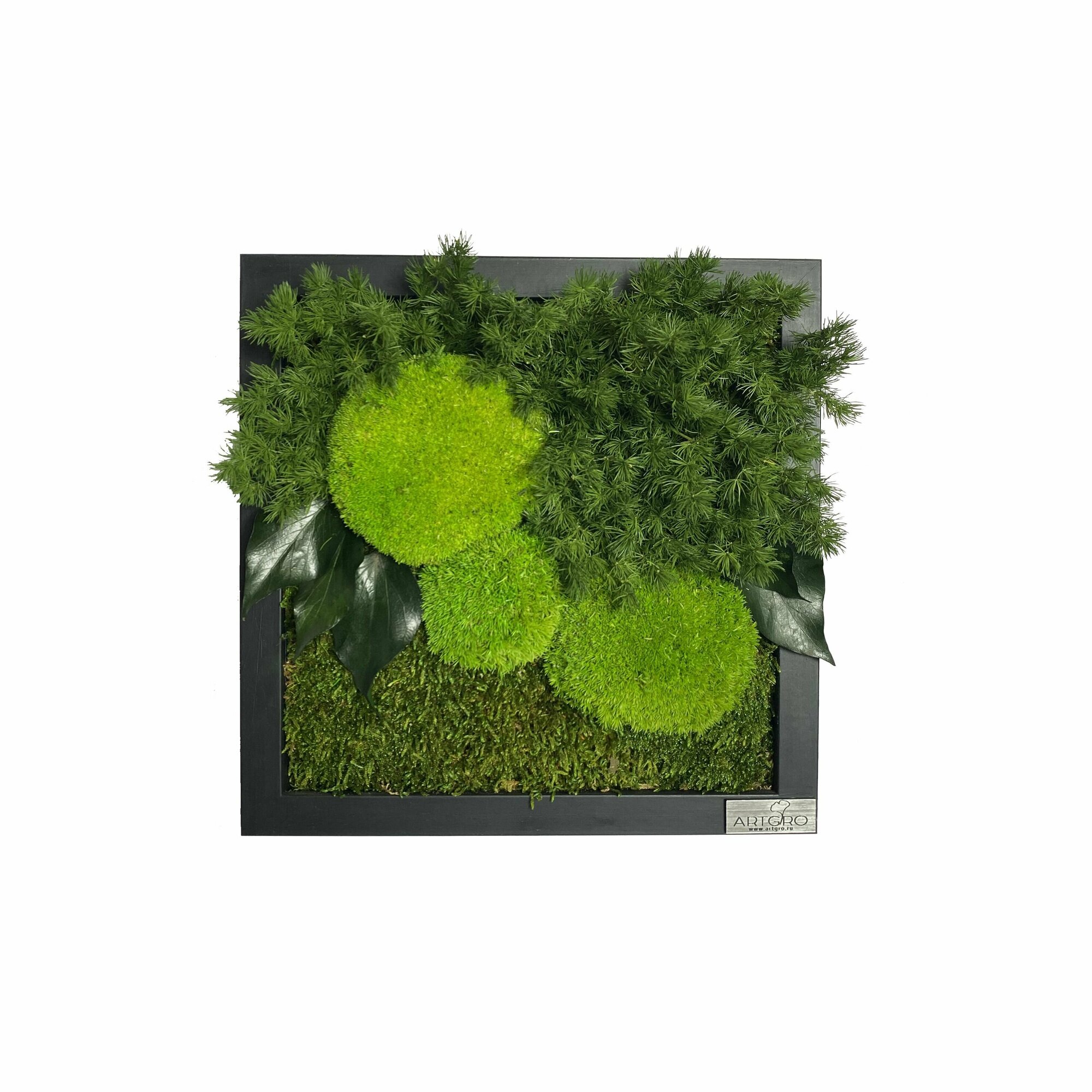 Картина из мха и растений