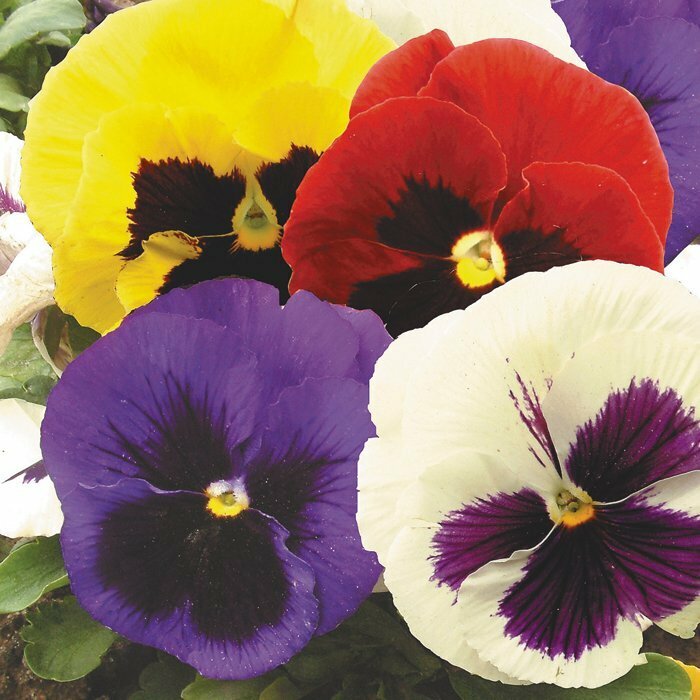 Семена растения виола шведские гиганты (проф-почта)