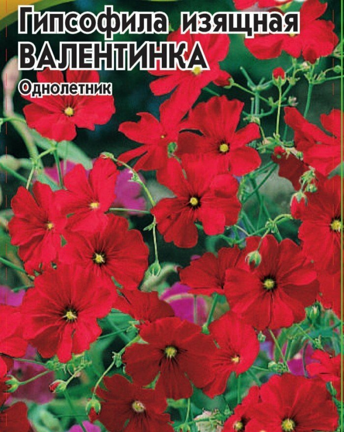 Гипсофила изящная Валентинка