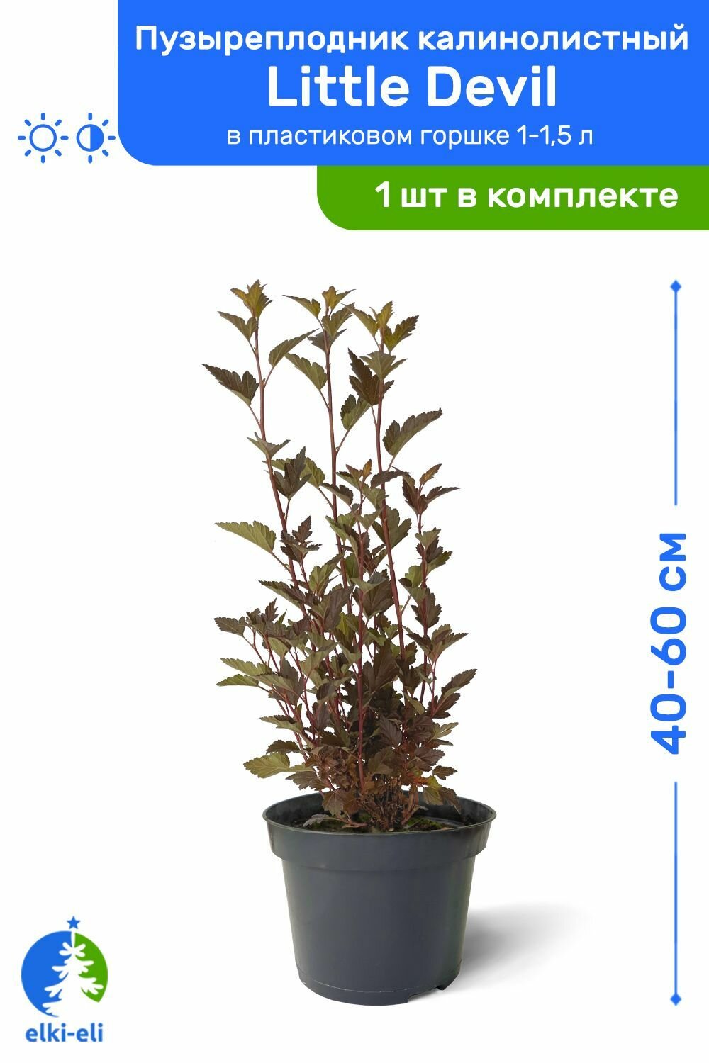 Пузыреплодник калинолистный Little Devil (Литтл Девил) 40-60 см в пластиковом горшке 1-1,5 л, саженец, лиственное живое растение