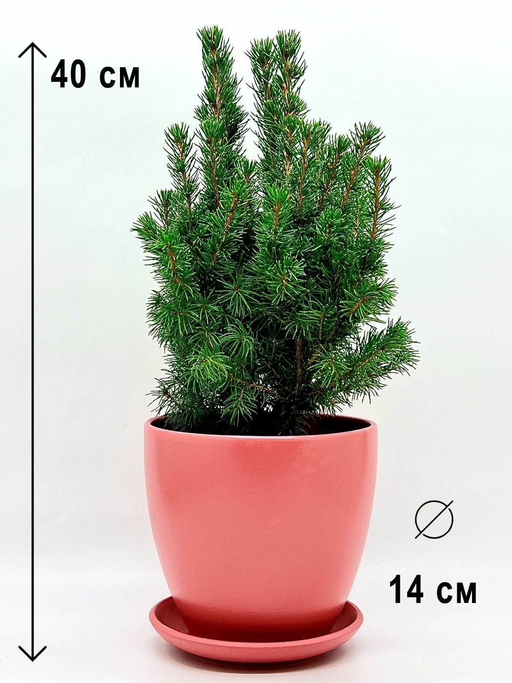 Ель живая Коника в керамическом розовом горшке с поддоном, высота композиции 30-35см