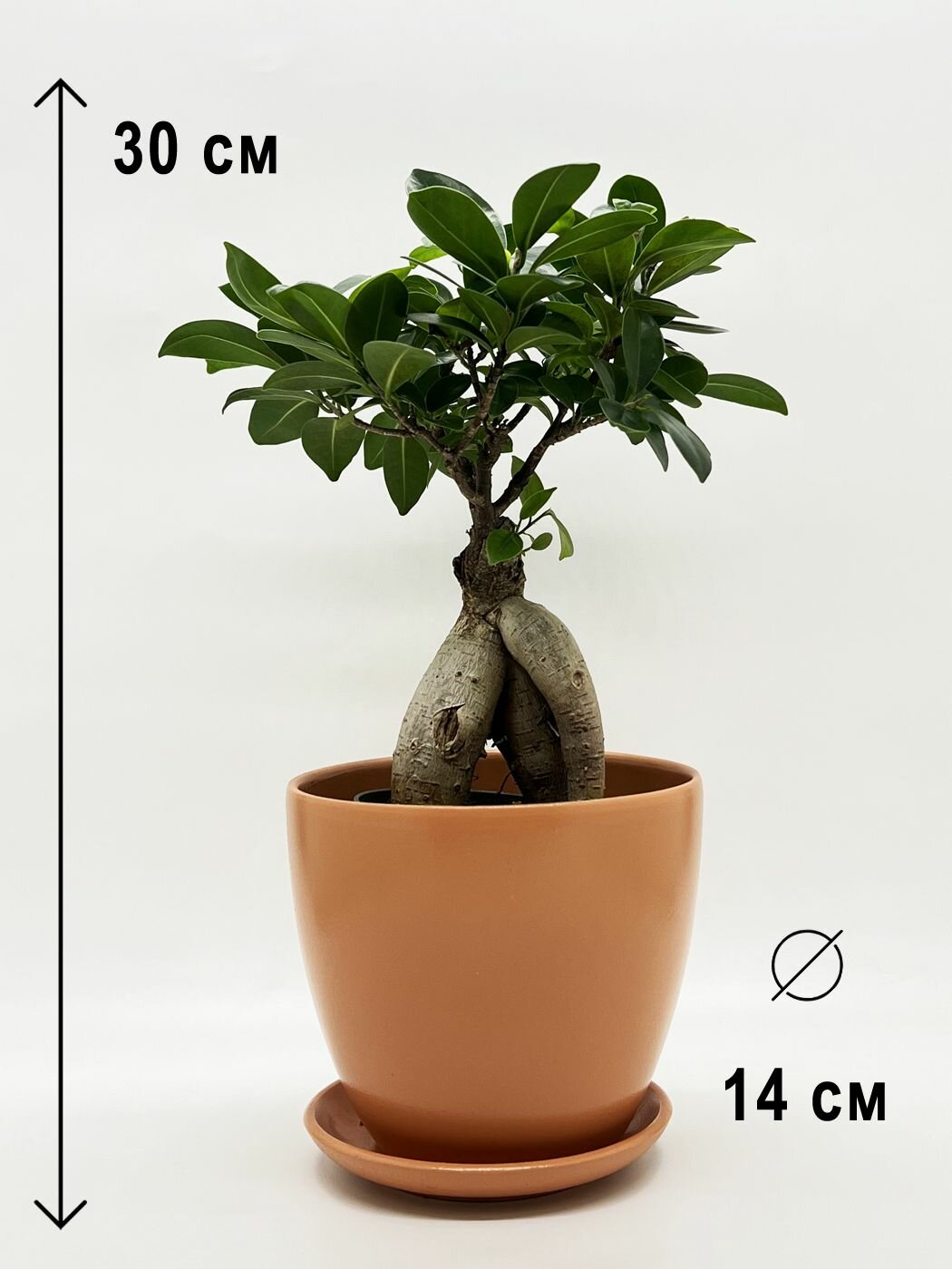 Фикус Микрокарпа бонсай в керамическом персиковом горшке с поддоном, высота композиции 30 см