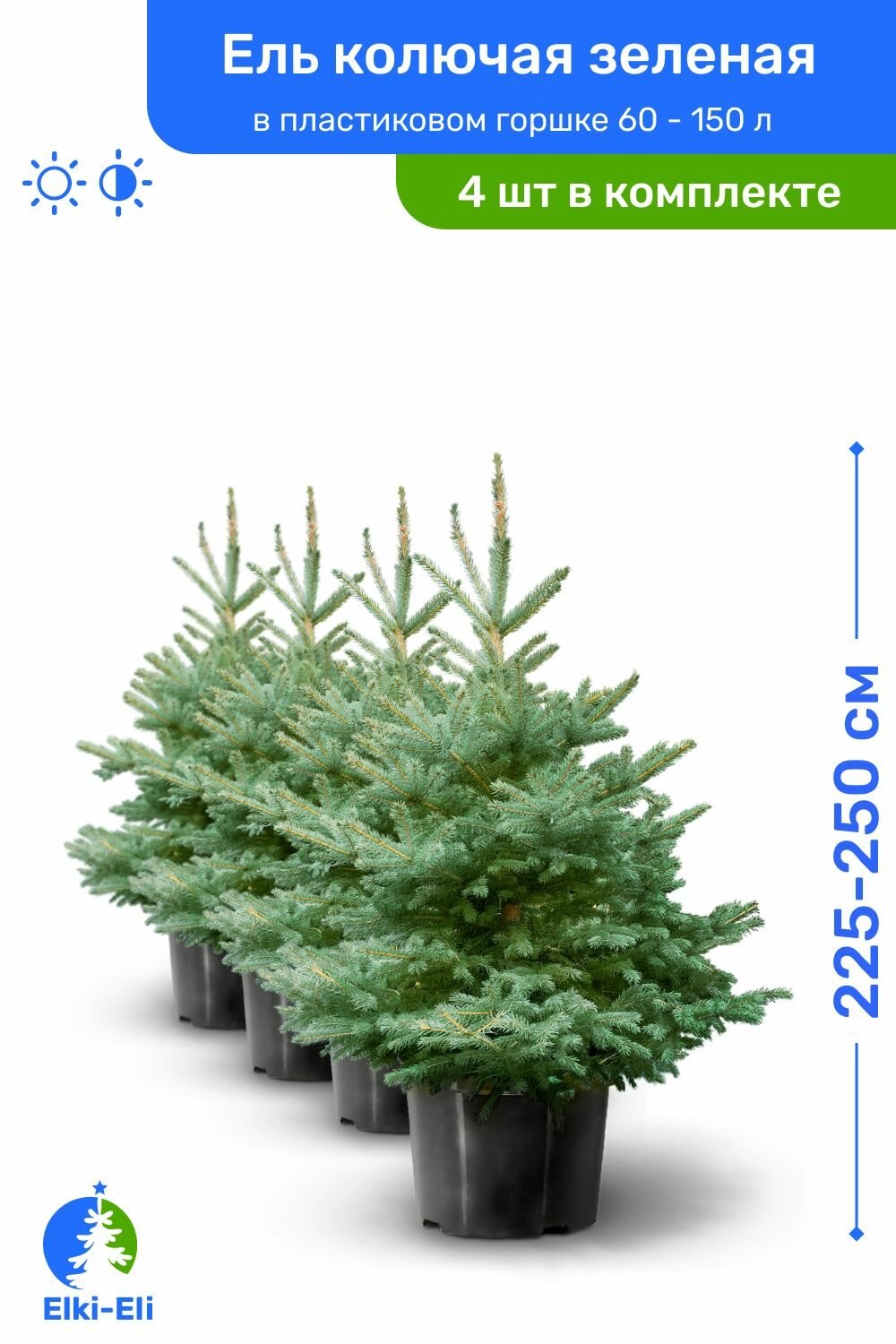 Ель колючая зелёная 225-250 см в пластиковом горшке 60-150 л, саженец, хвойное живое растение, комплект из 4 шт