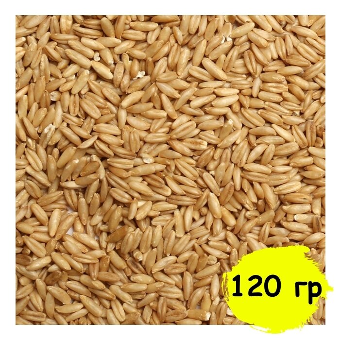 Овес (кубанский) для заваривания и проращивания, Микрозелень для проращивания 120 гр