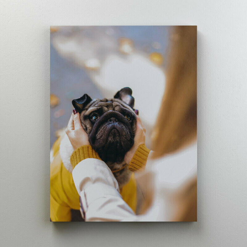 Интерьерная картина на холсте "Мопс играет", размер 45x60 см