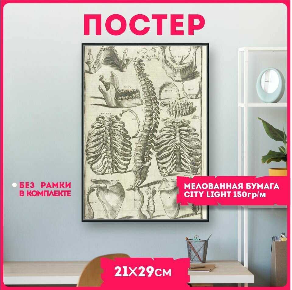 Постеры на стену Анатомия строение тела