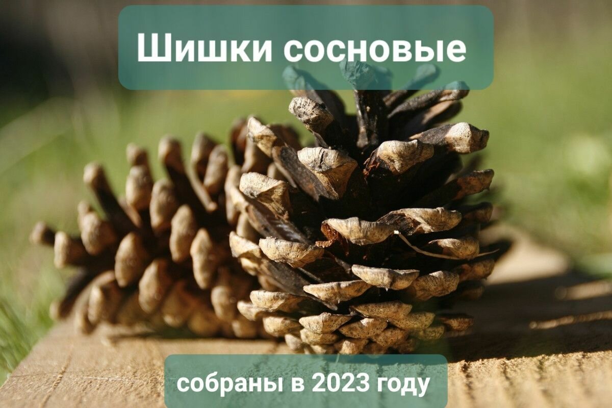 Шишки сосновые декоративные для поделок