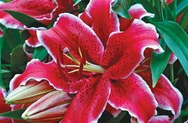 Лилия Меро Стар 1 шт.