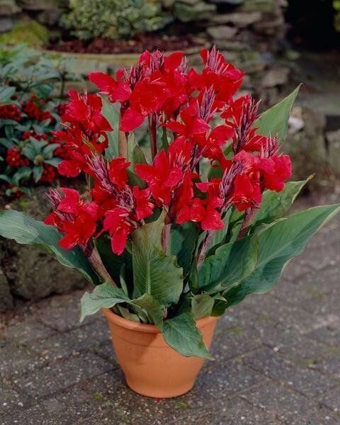 Канна Cherry Red 1 шт. луковицы, клубни, корни цветов