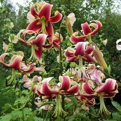 Лилия Шахерезада 1 шт