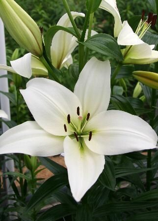 Лилия Сотара 7 шт луковицы, клубни, корни цветов