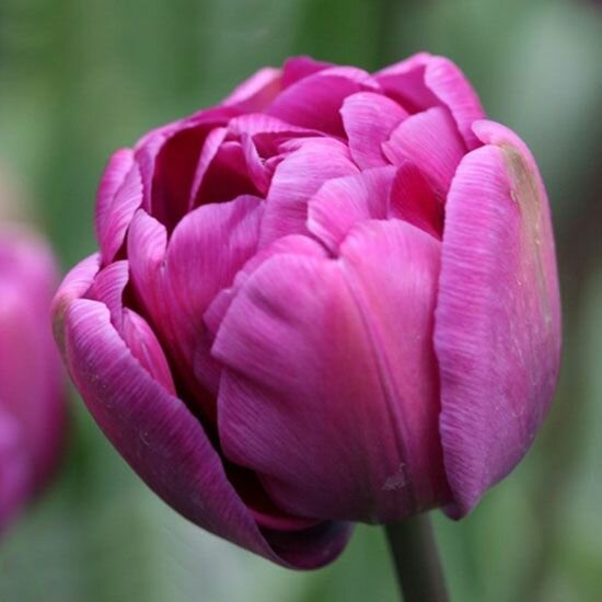 Тюльпан Пурпл Скай 5 шт.