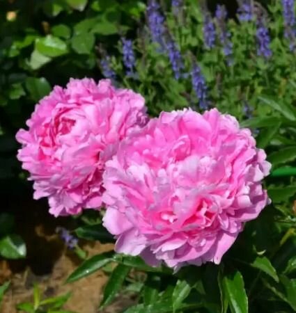 Пион 364, Varenka 1шт