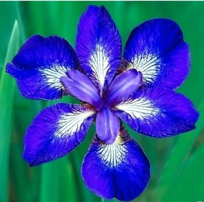 Ирис сибирский Ай Си Старз луковицы, клубни, корни цветов