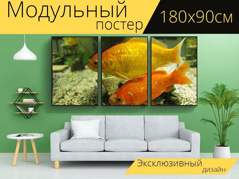 Модульный постер "Золотая рыбка, рыбы, плавать" 180 x 90 см. для интерьера