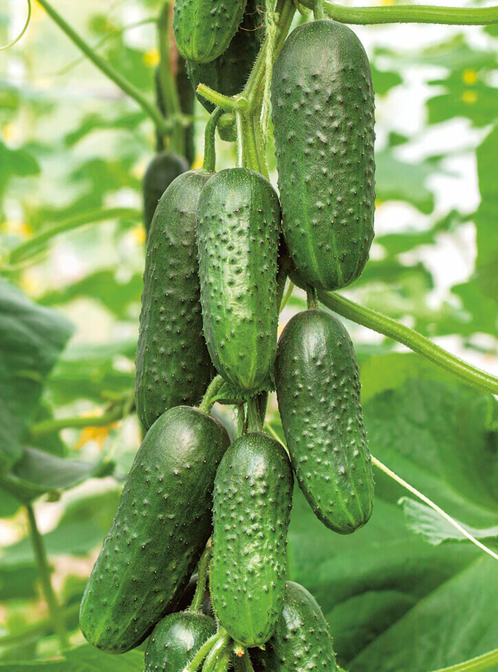 Коллекционные семена огурца Леннон F1