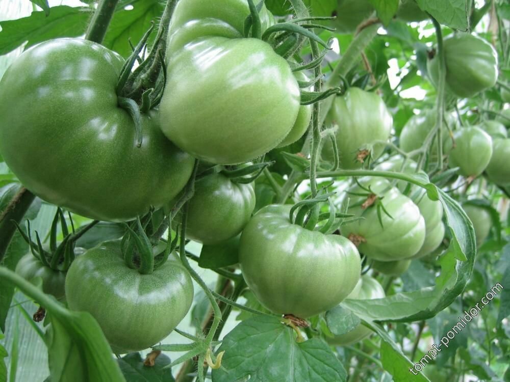 Коллекционные семена томата Кавказский великан