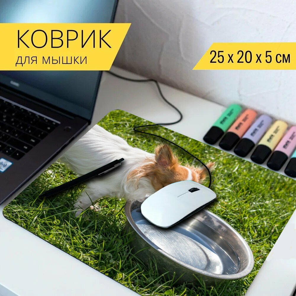 Коврик для мыши с принтом "Чиуауа, собака, чивава" 25x20см.