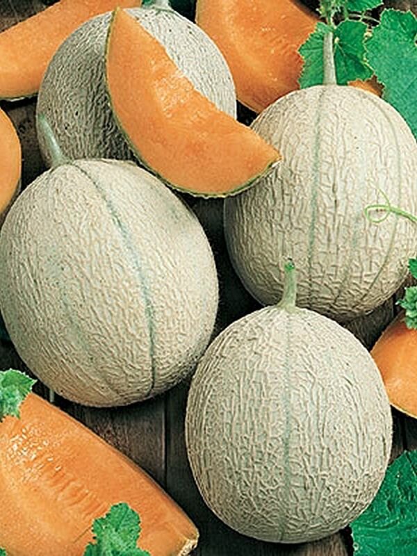 Коллекционные семена дыни Сладкоежка