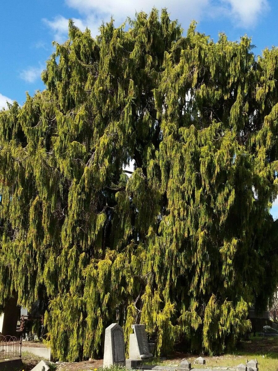 Семена Кипариса плакучий (Cupressus funebris), 25 штук семян