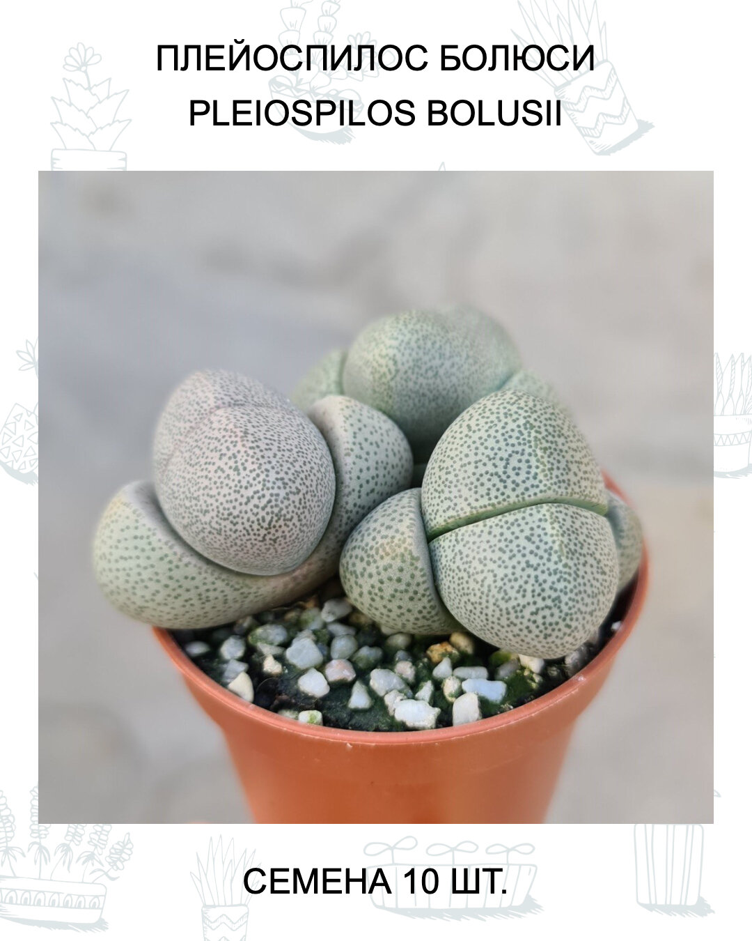 Плейоспилос Болюса Семена 10 шт. с инструкцией по посеву и уходу