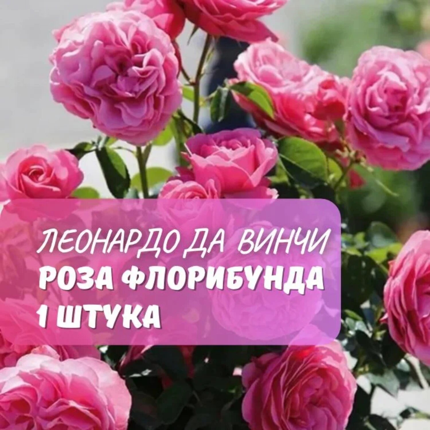 Роза флорибунда Леонардо да Винчи , 1 саж, многолетняя, розовая