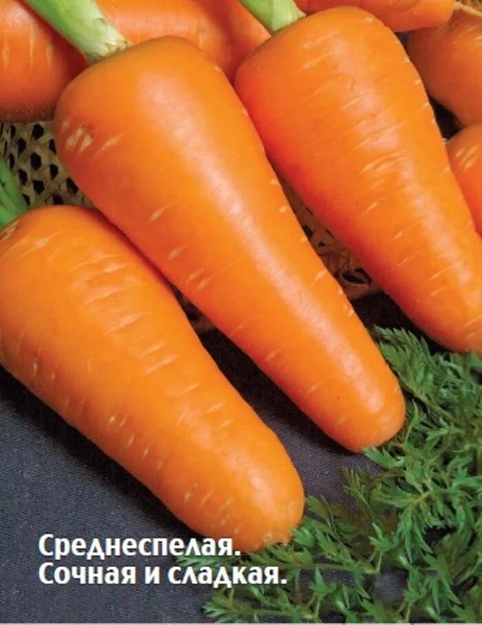 Коллекционные семена моркови Шантино