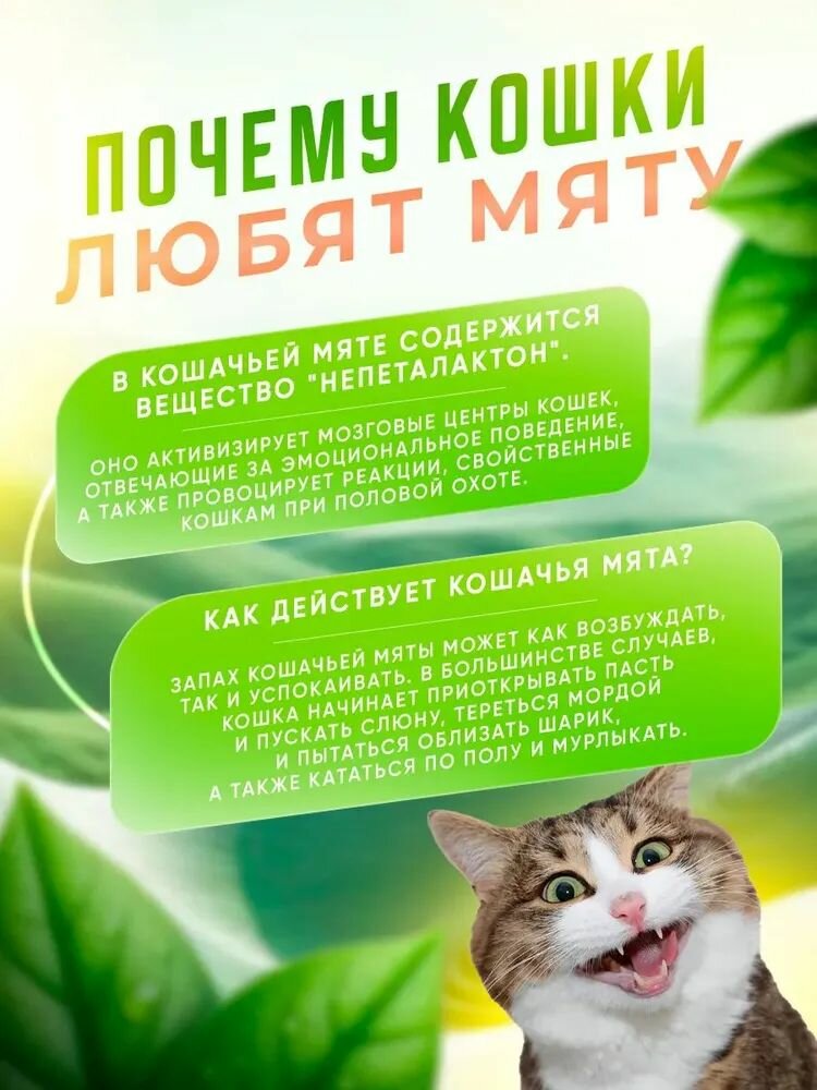 Кошачья мята. Шарик на стену