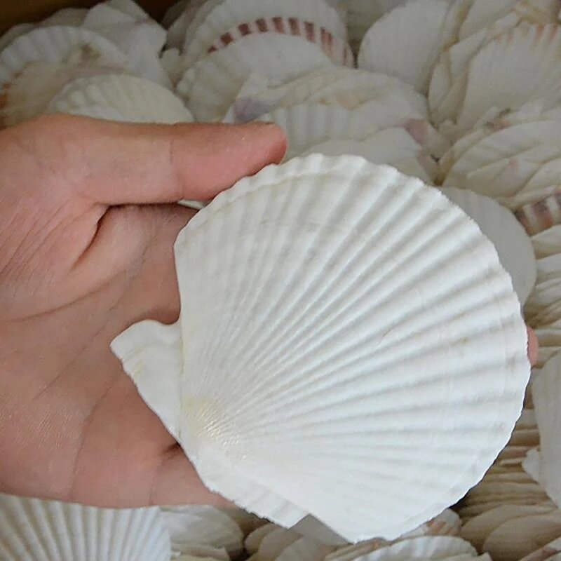 Белые ракушки MSQ для поделок 10шт for Style for A