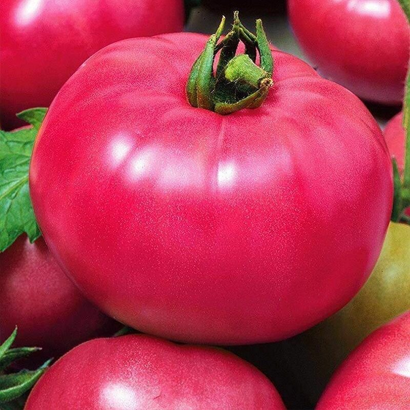 Коллекционные семена томата Бийский розан