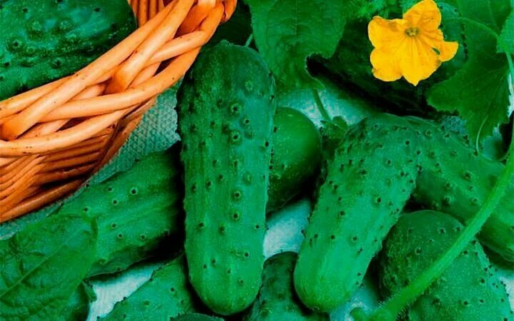 Коллекционные семена огурца Дружная Компания F1