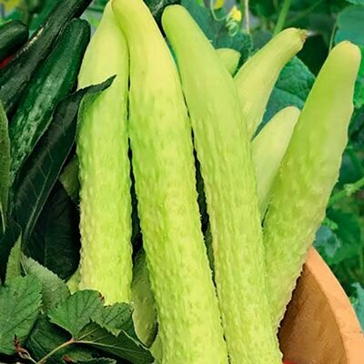 Коллекционные семена огурца F1 китайский Белый змей