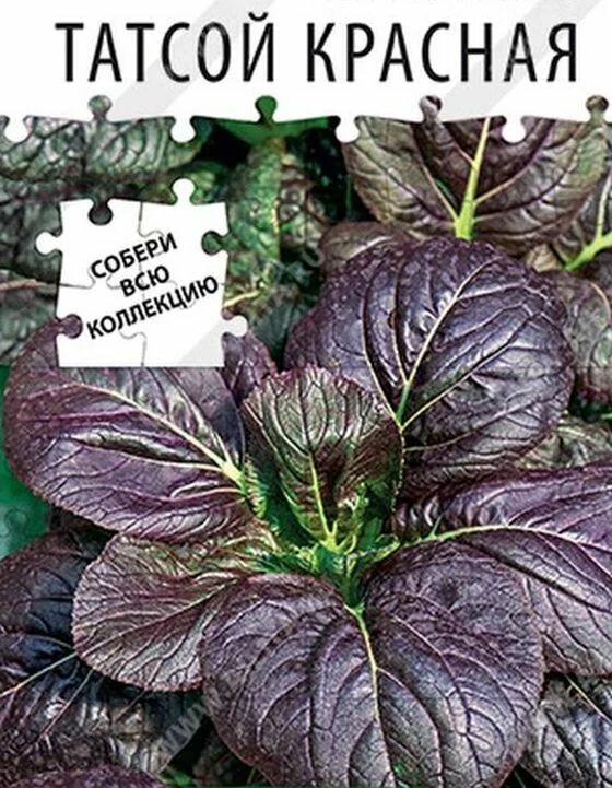 Коллекционные семена капусты китайская Татсой красная