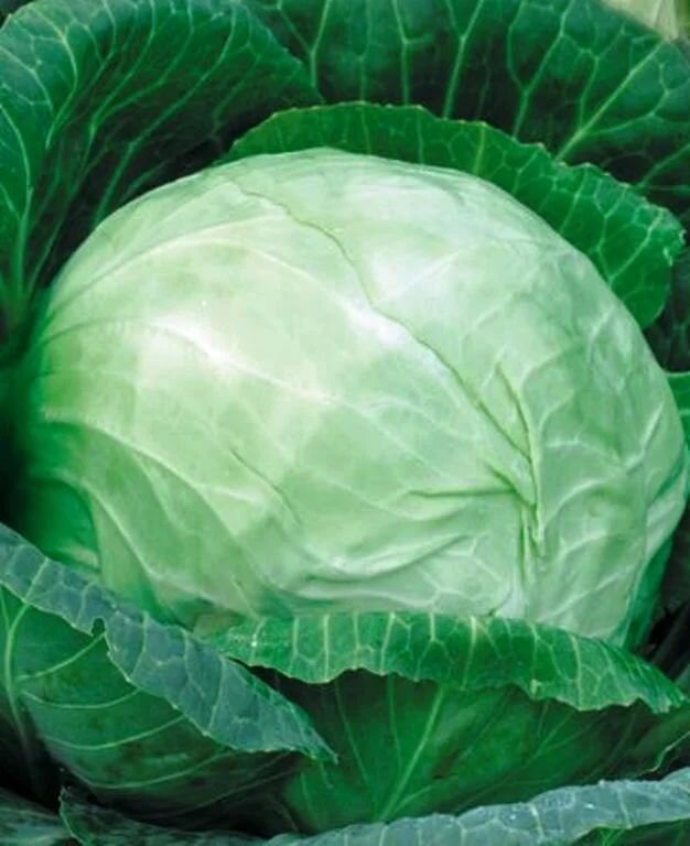 Коллекционные семена капусты б/к F1 Килагрег