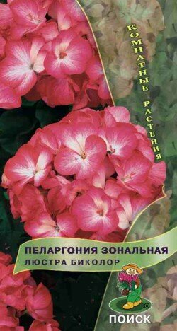 Пеларгония зональная Люстра Биколор 5шт. (комн. раст.) (Поиск)