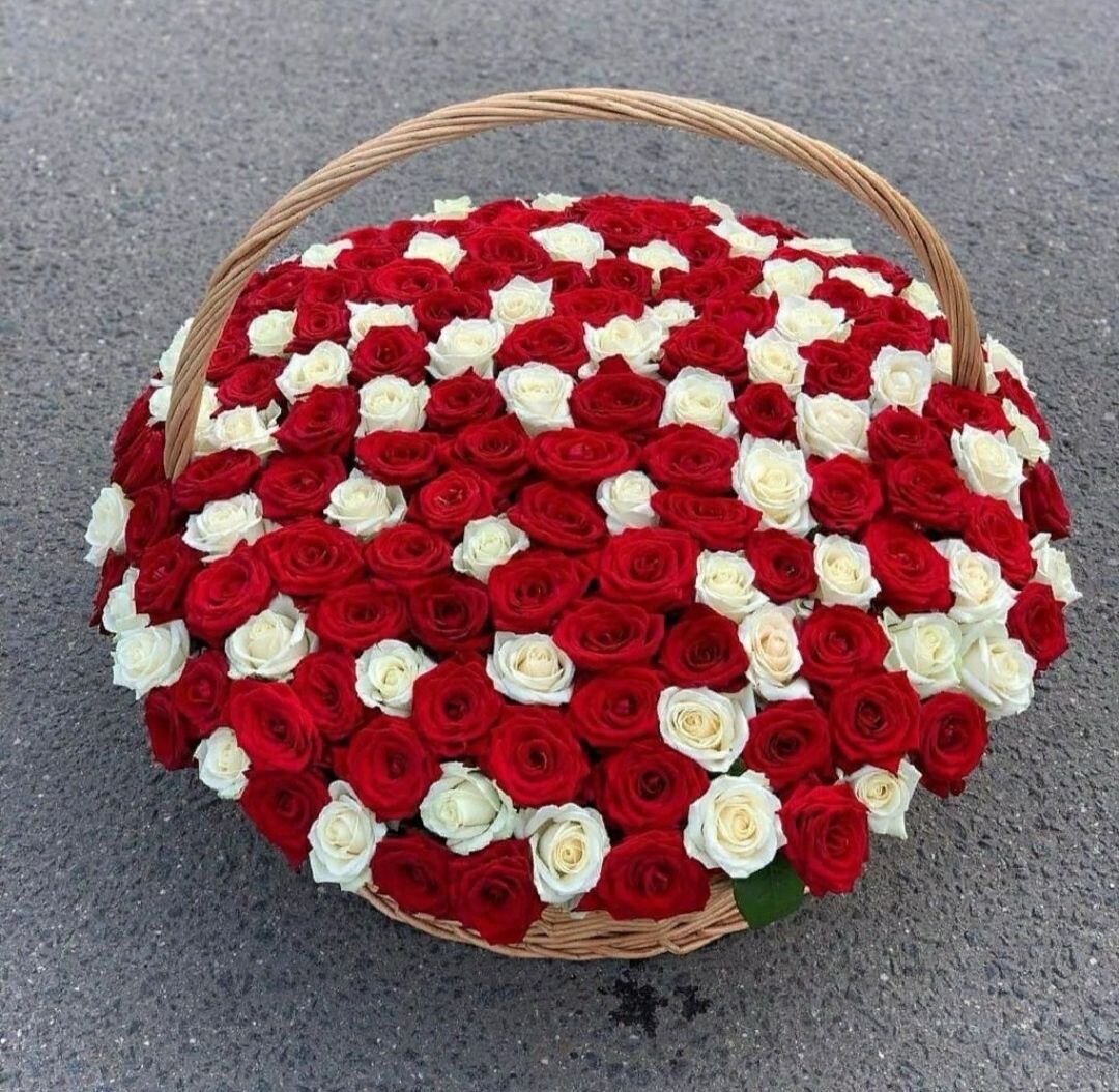 101 крупная красно-белая роза в корзине