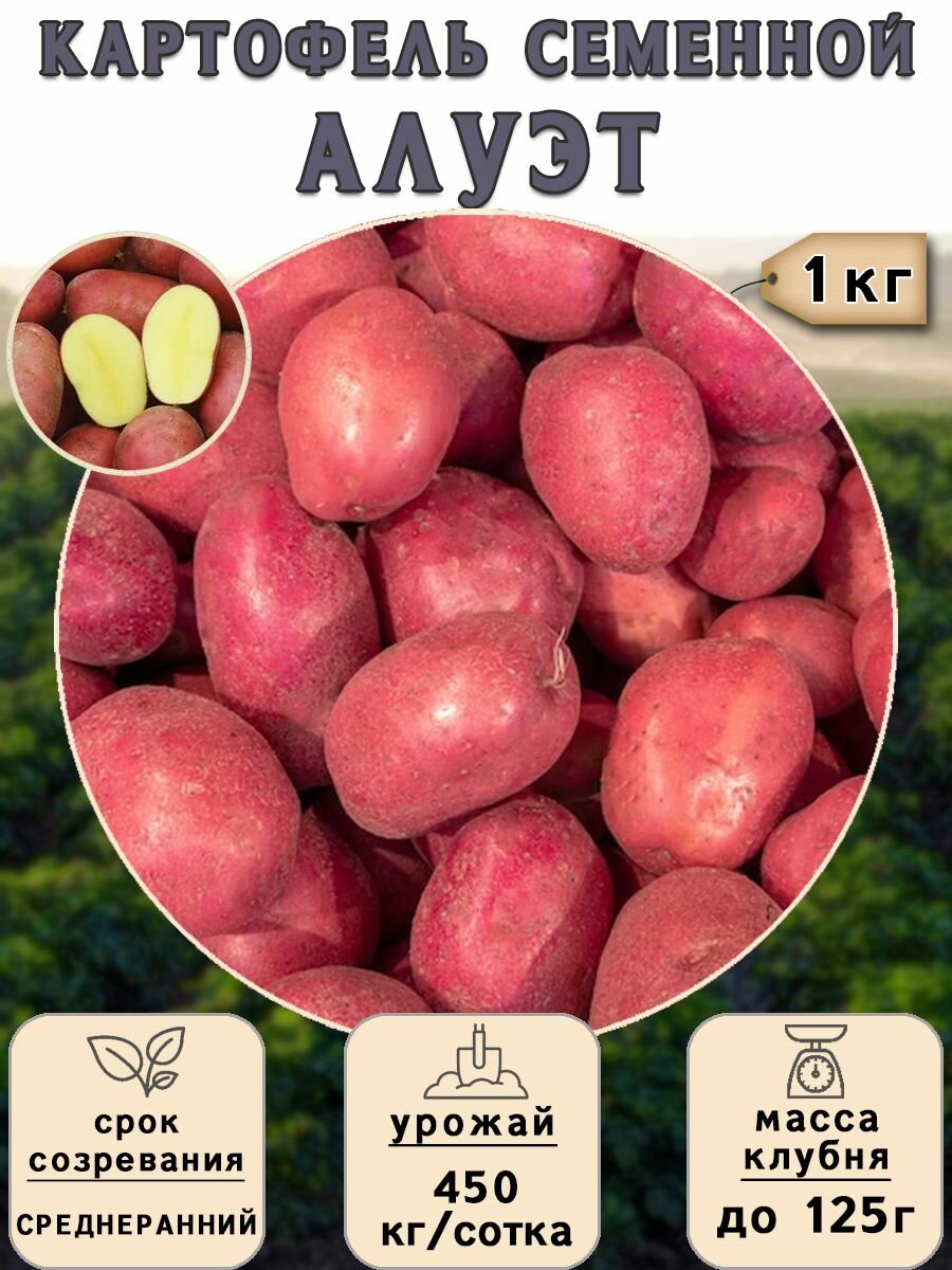Картофель семенной на посадку Алуэт (суперэлита) 1 кг Среднеранний