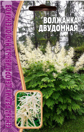Волжанка двудомная 50 шт редкие семена (2шт в заказе)