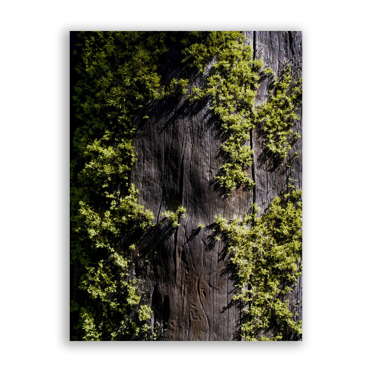 Постер, плакат на бумаге / Древесина / Размер 60 x 80 см