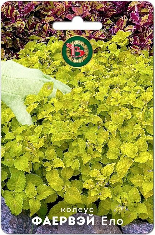 Семена Колеуса супер-компактного "фаервэй ело" (10 семян)