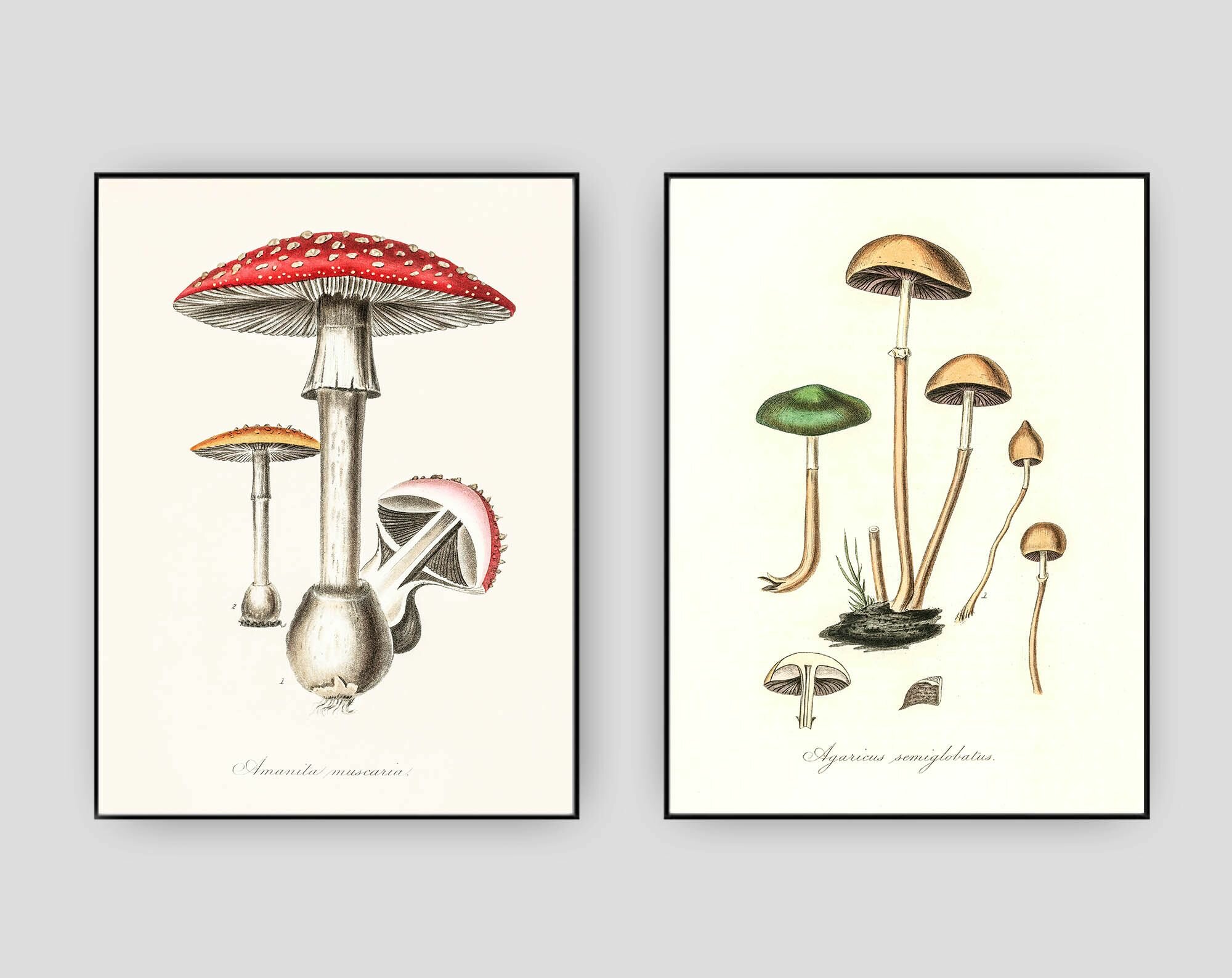 2 постера на кухню Грибы размер А3, без рамкs / Винтажная Ботаника Виды Грибов - ретро иллюстрации для интерьера и в подарок