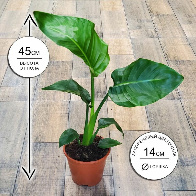 Стрелиция Николай 14*45, живое комнатное растение в горшке, Закоренелый Цветочник