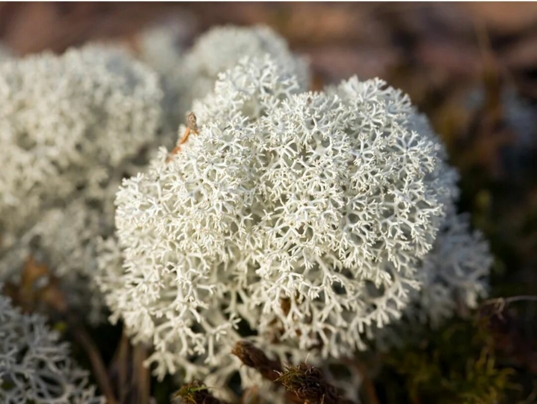 Мох кладония, олений мох, ягель. Натуральный.