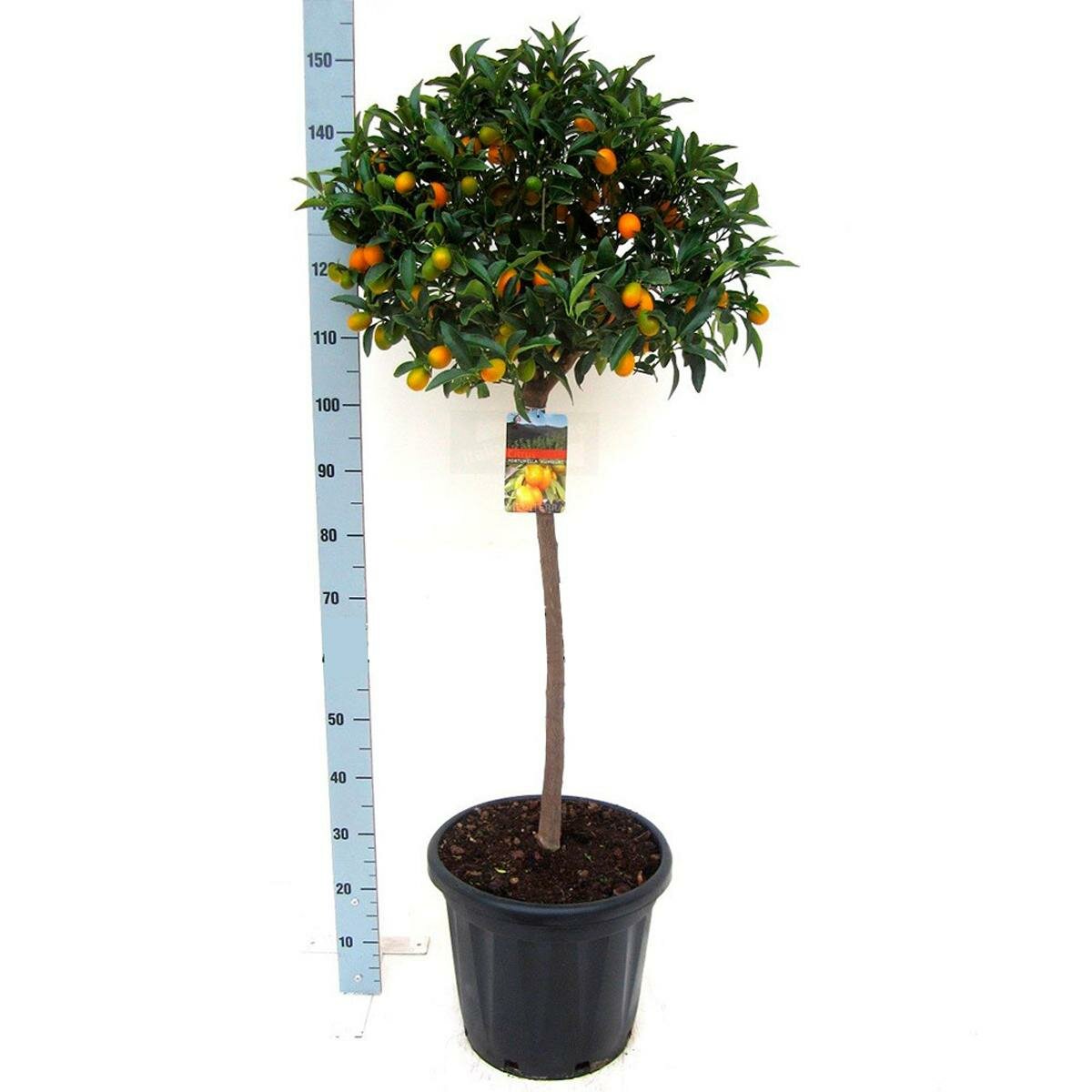 Кумкват - Kumquat D32 H150