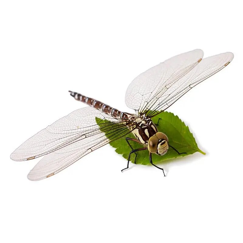 ПВХ наклейки M750 "Стрекоза и насекомые" Белый, 20cm(7.87 inch), M750-04