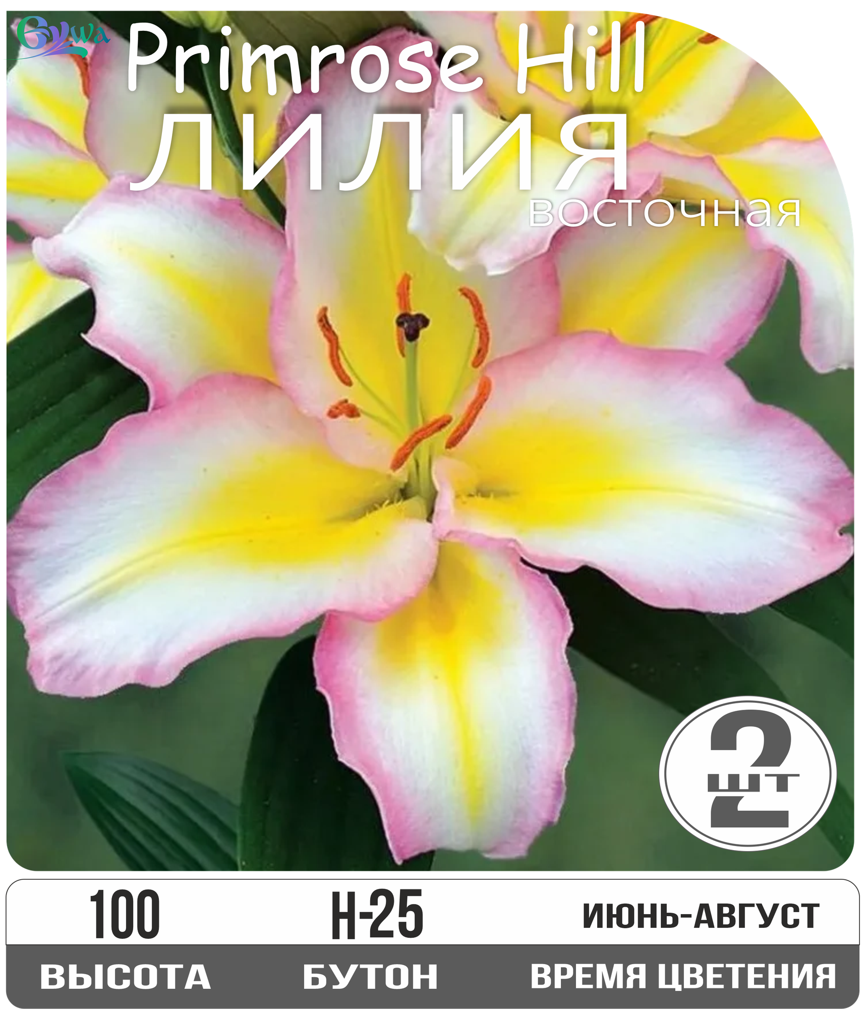 Лилия луковицы многолетние Примроуз Хилл, восточные, многолетник, высота 110 см, белые, 2шт.