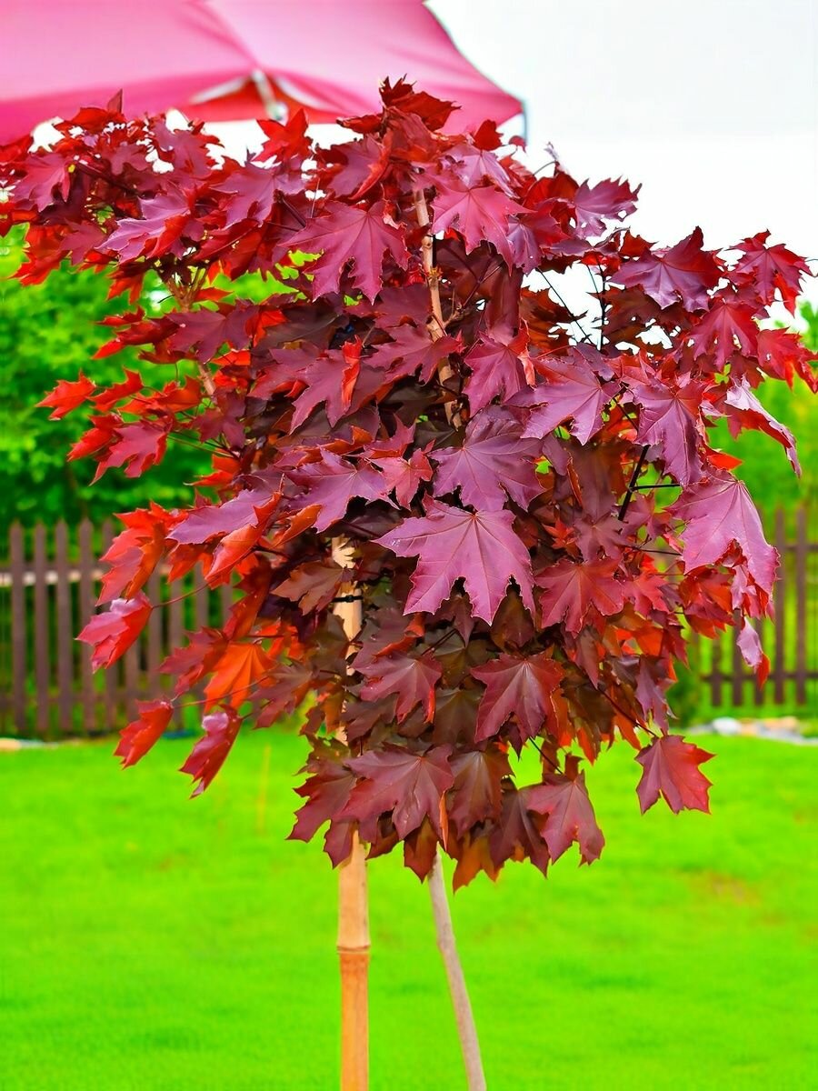 Клен Красный Рэдлайн, Семена, 5 шт, семена декоративных растений
